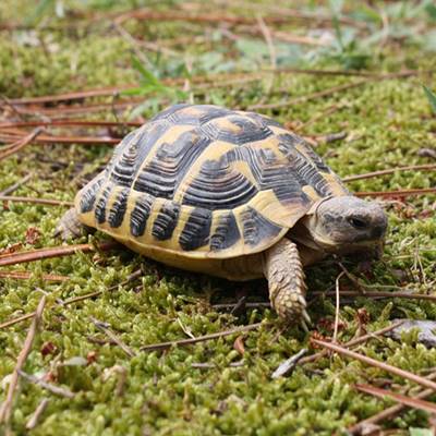 Šumska kornjača -Testudo hermanni hermanni
