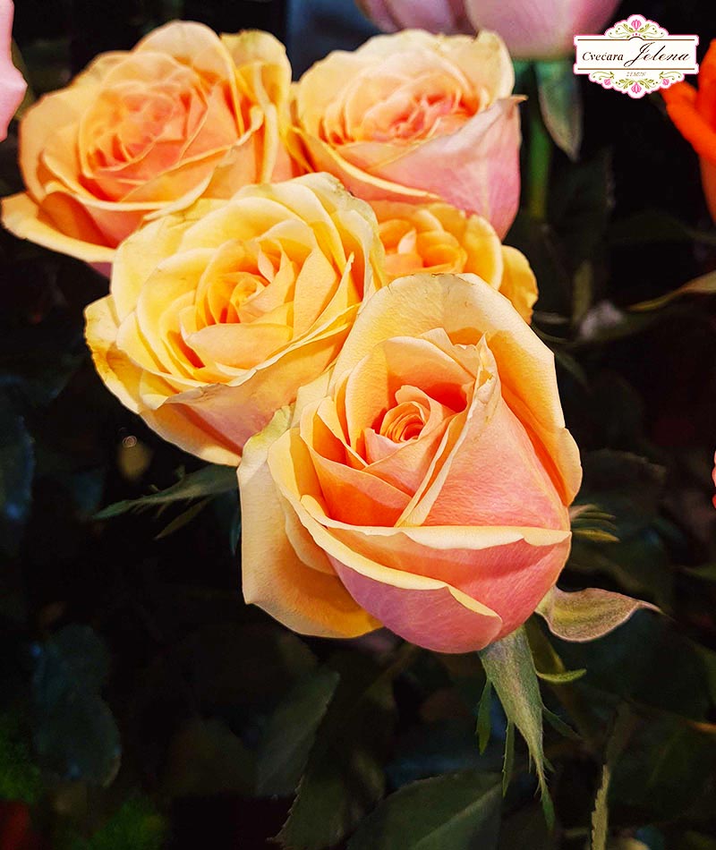Svetlo narandžasta ruža