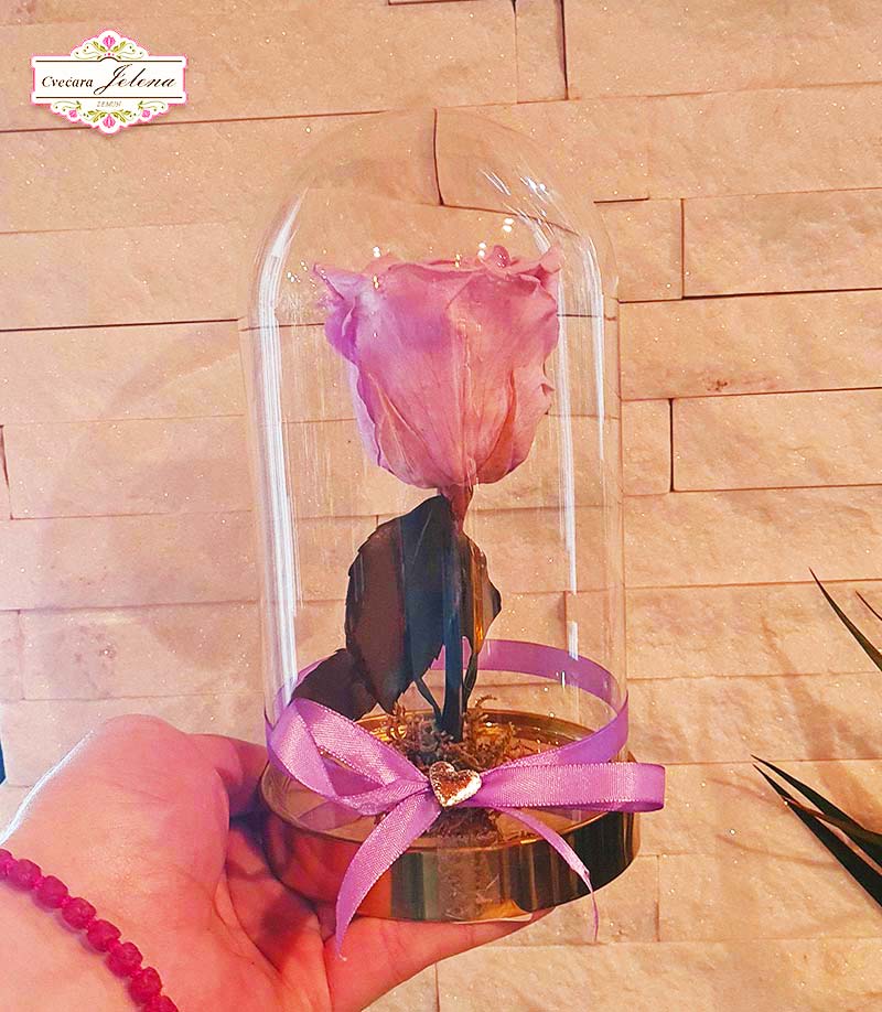 Dehidrirana ruža u zvonu – Svetlo ljubičasta