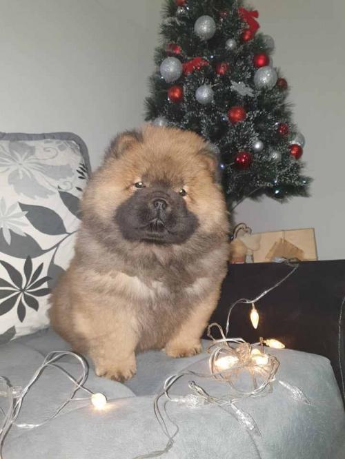 Musko crveno stene CHOW CHOW