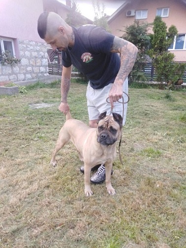 Cane Corso zenka