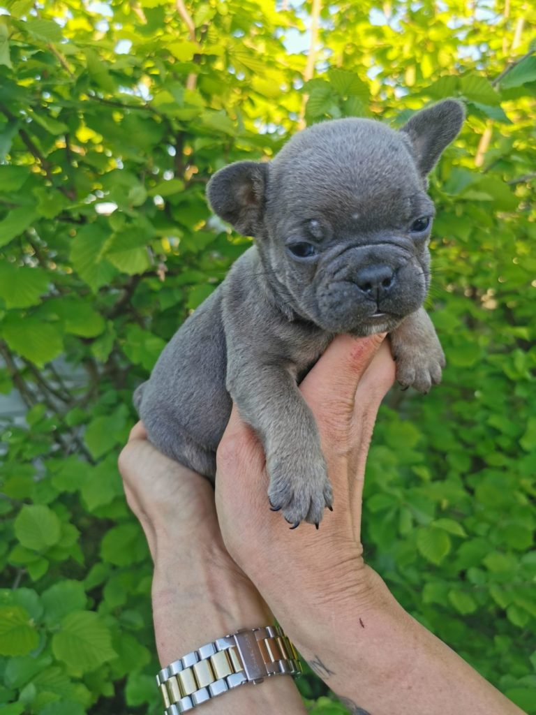 Francuski buldog egzotični štenci