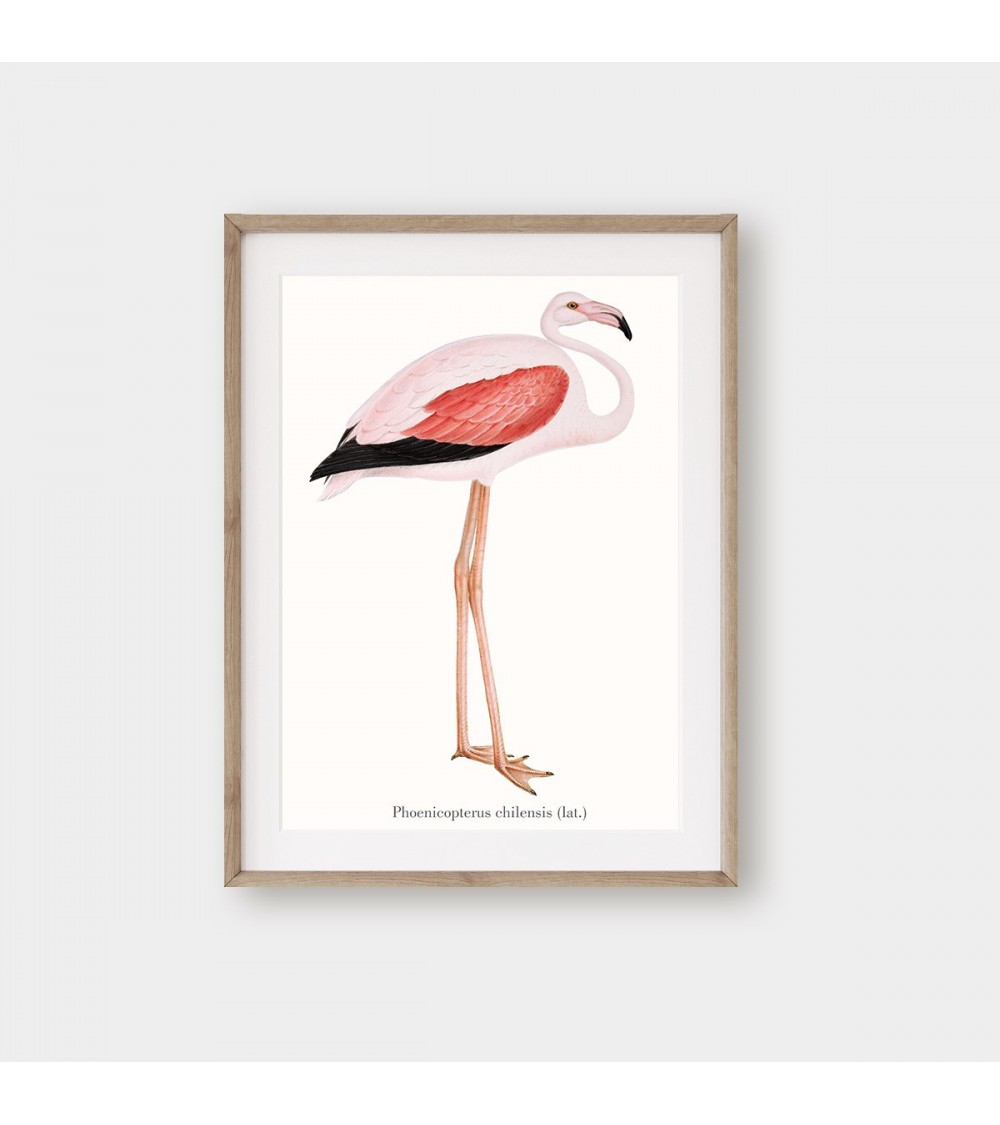 ČILEANSKI PLAMENAC FLAMINGO UMETNIČKA REPRODUKCIJA NA PREMIUM PAPIRU (ART. P-5015)