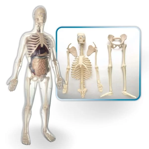 Anatomija ljudskog tela muškarac
Anatomija ljudskog tela muškarac