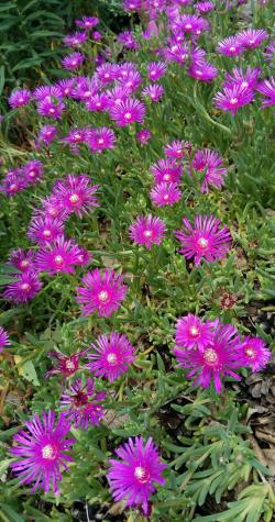 Delosperma Cooperi