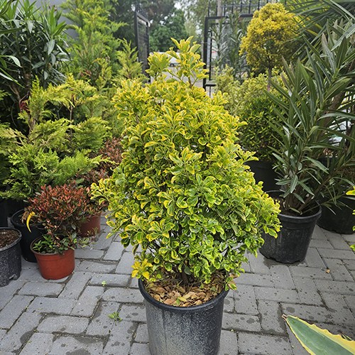 Euonymus jap. Aurea