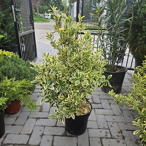 Euonymus jap. Silver King