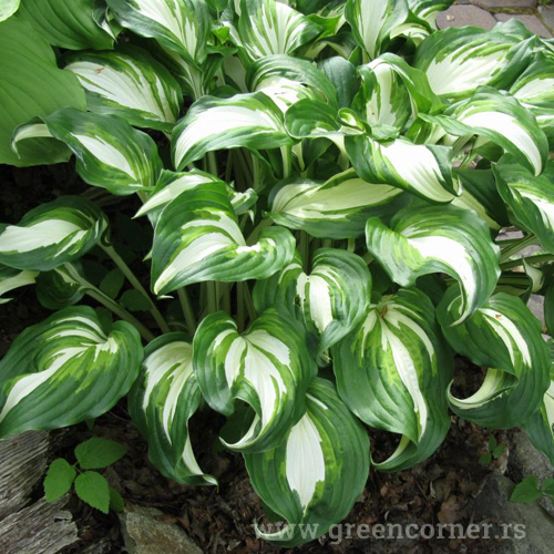 Hosta Mediovariegata