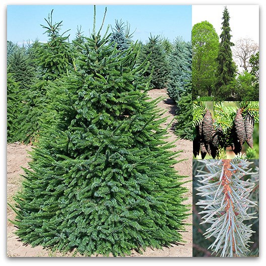 PICEA OMORIKA