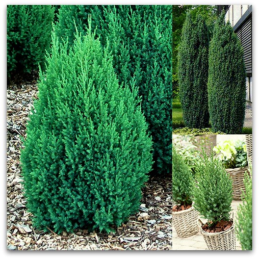 Juniperus ‘STRICTA’