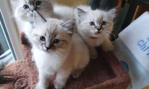 Domaći odgojeni Ragdoll Kittens