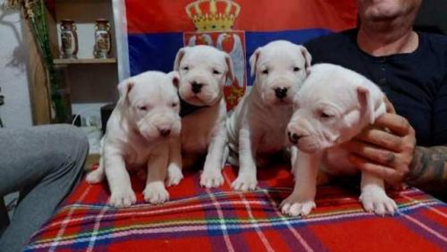 Dogo Argentino, stenci odg. KENNEL TROKUT