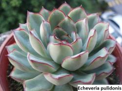 Echeveria pulidonis - 20 semenki