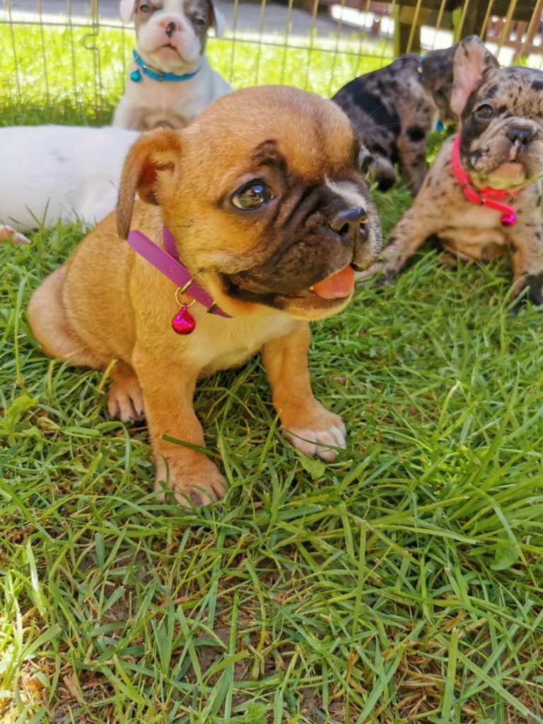 Francuski buldog egzotične i standard boje