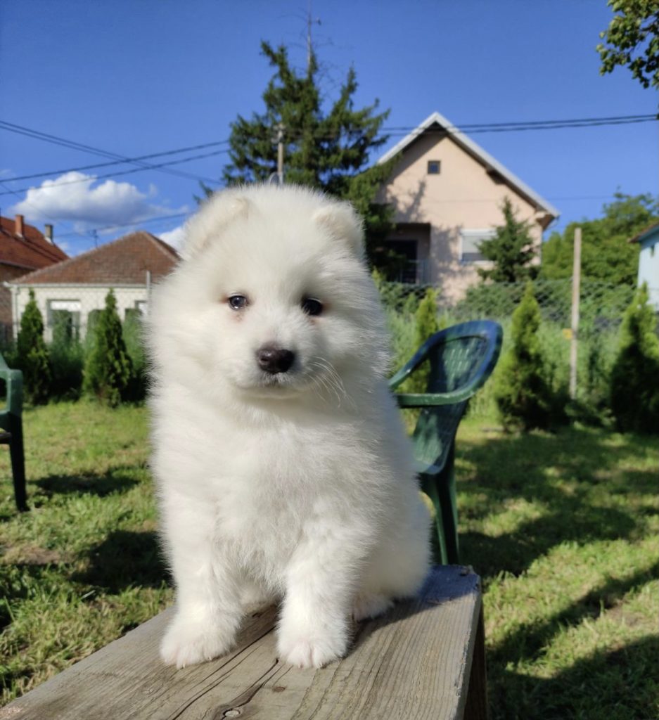 Sibirski samojed štenci