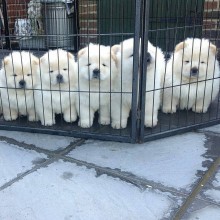 Ljubavno chow chow Štenac dostupan