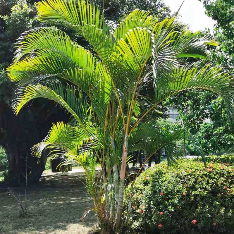 Seme Areca palma, Sobna palma (Dypsis lutescens)