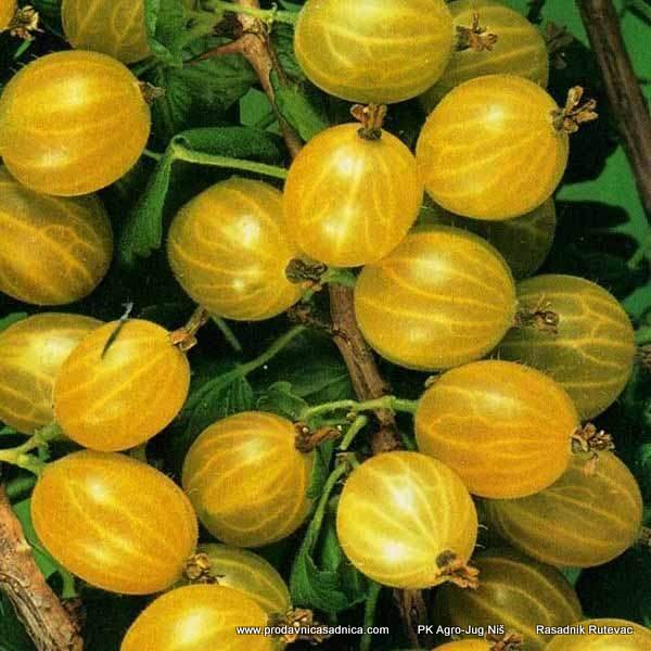 Ogrozd – Ribes grosularia (beli)