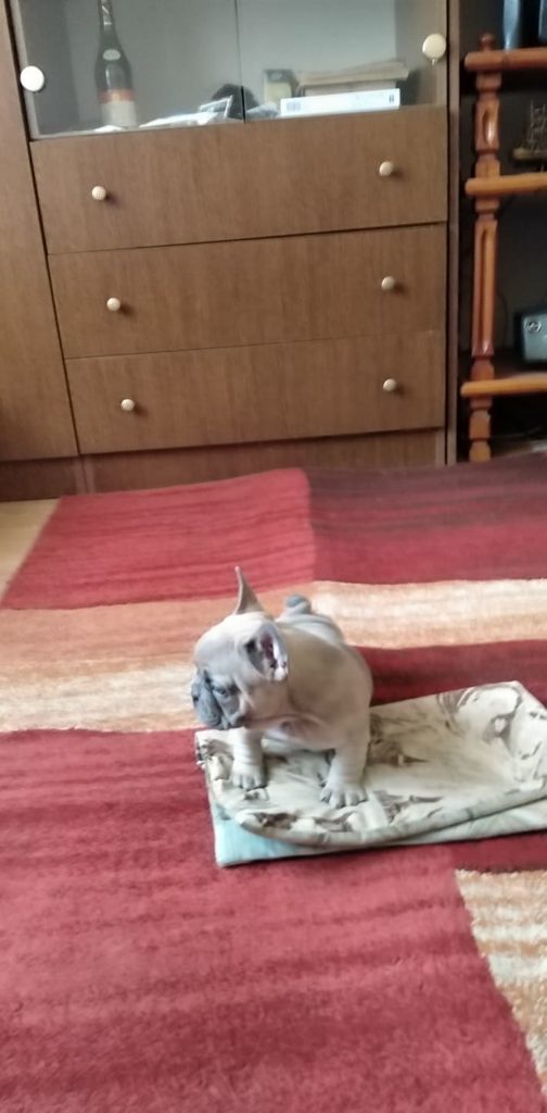 Francuski buldog egzotični štenci