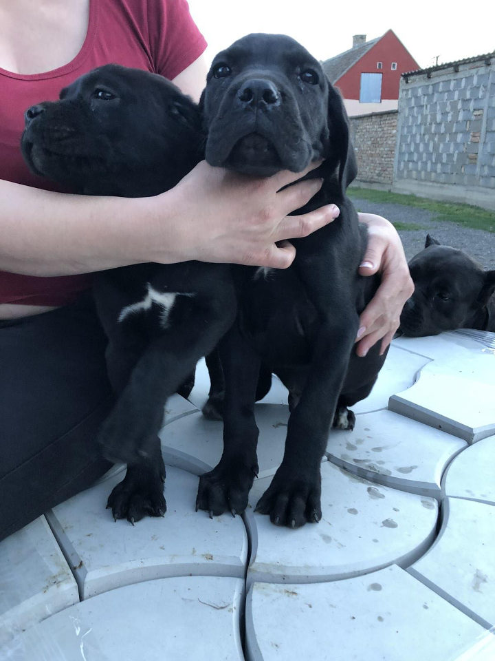 CANE CORSO stenci