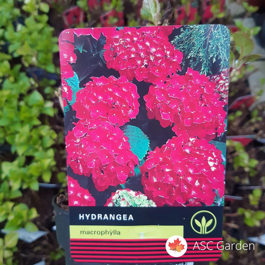 Crvena hortenzija – Hydrangea macrophylla Red