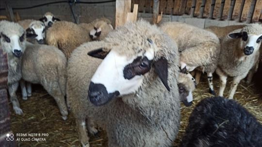Sjenicke ovce na prodaju