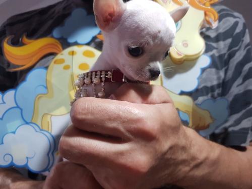 Mini princess Chihuahue.