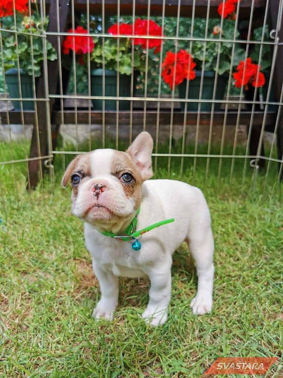 Francuski buldog egzotične i standard boje