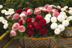 Bellis perenis (seme) Margarita