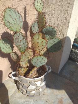 Opuntia-bodljikavi kaktus