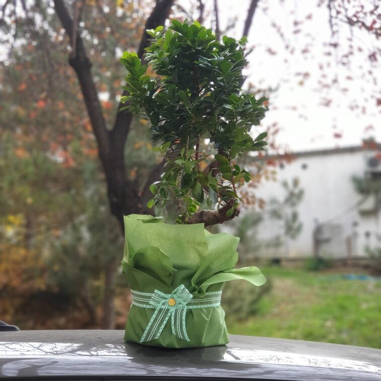 Prodavnica poklona - Veliki Bonsai