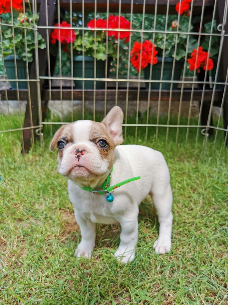 Francuski buldog egzotične i standard boje