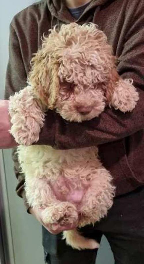 Lagotto Romagnolo, stenad