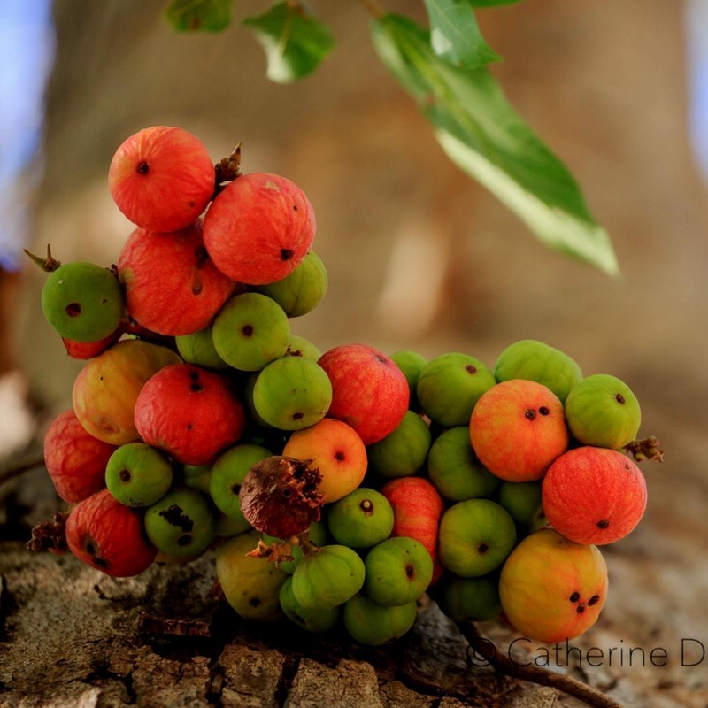 Grozdje Smokva Seme (Ficus racemosa)