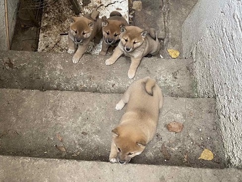 Shiba Inu stenci