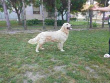 Labrador retriver zenka stara 2 godine