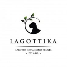 Lagotto romagnolo štenci