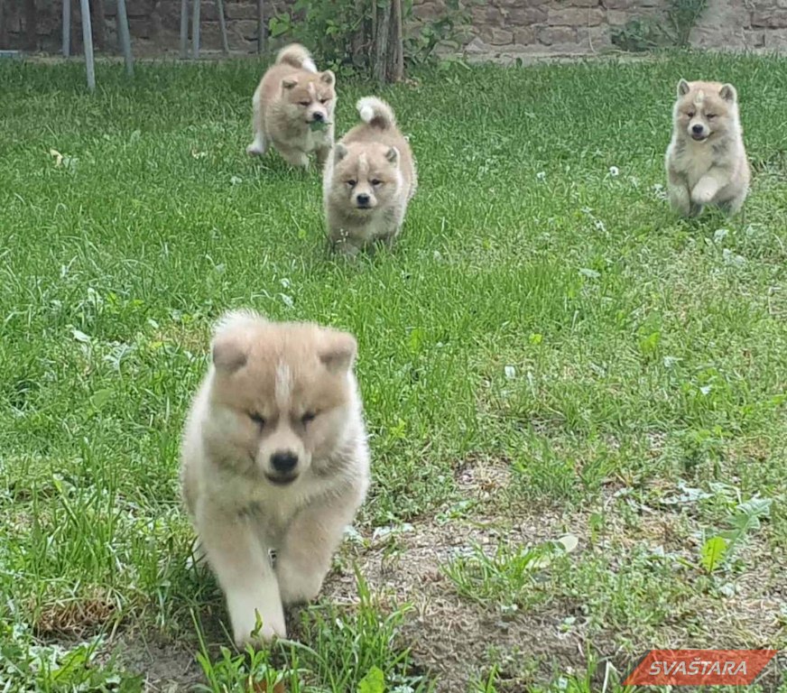 Akita Inu štenci izložbenog potencijala