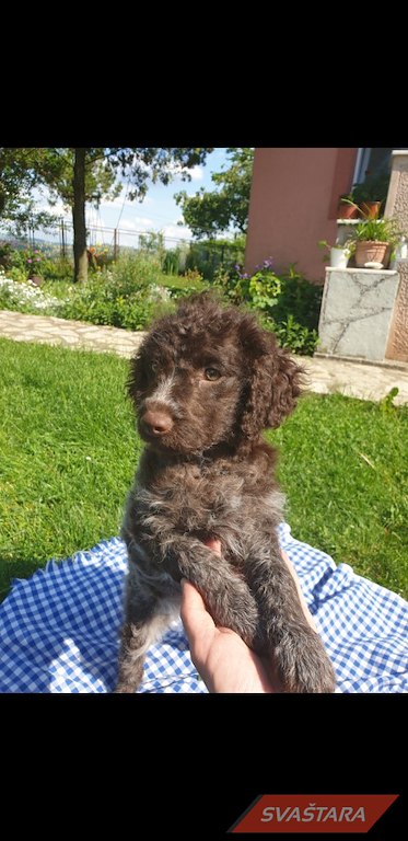 Lagotto Ramagnolo zenka