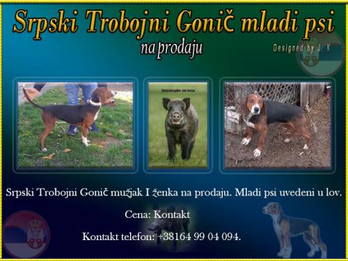 Srpski Trobojni Gonič