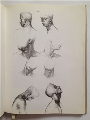 Anatomija za umetnike, Ene Barcai