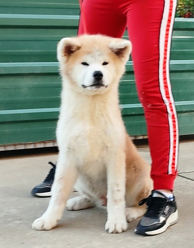 Japanska AKITA INU