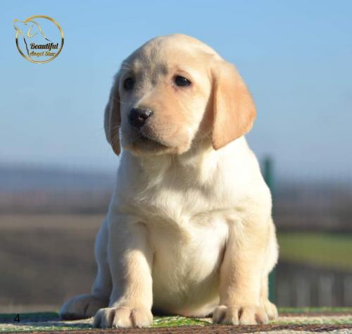 Labrador retriver - novo leglo