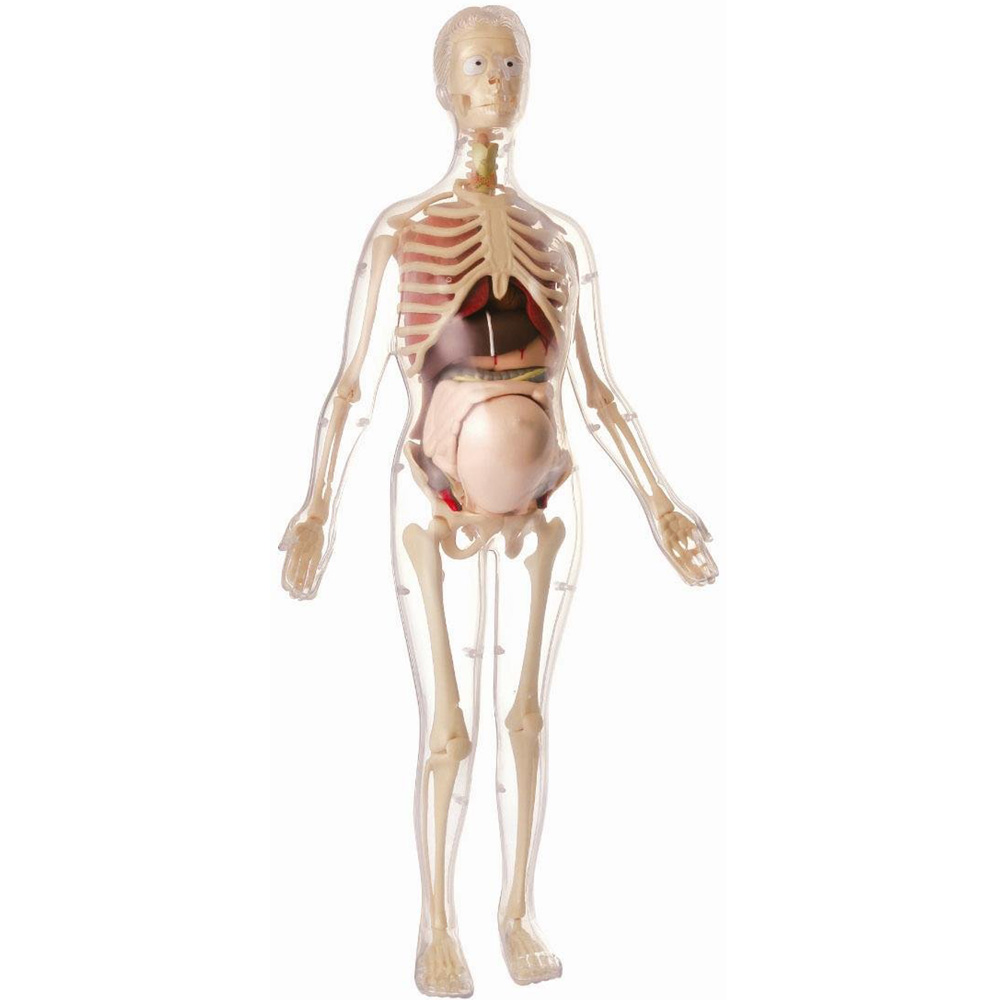 NLIEL Anatomija trudne žene 11782
