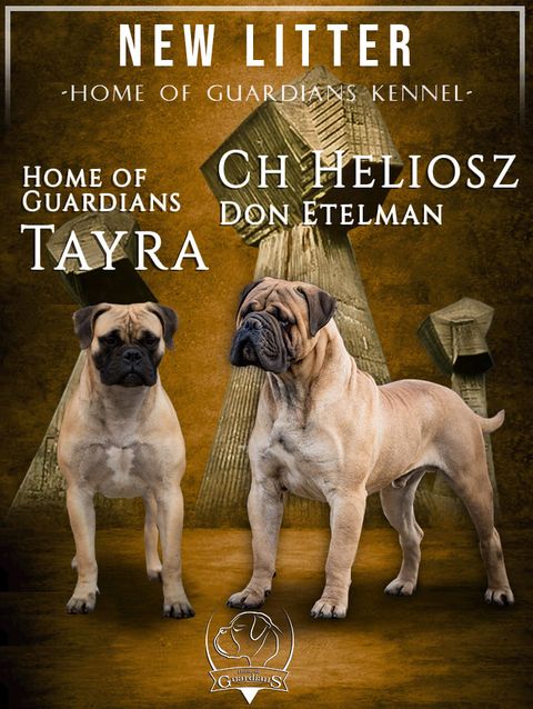 Odgajivačnica bullmastiff-a „Home of Guardians“