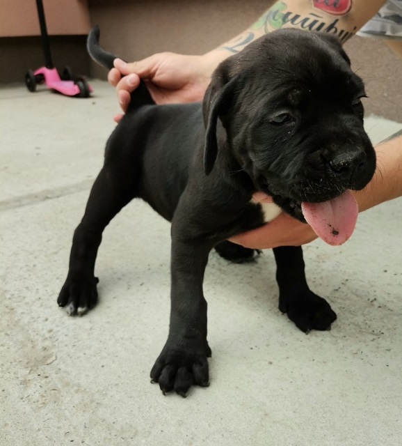 Cane corso stenci