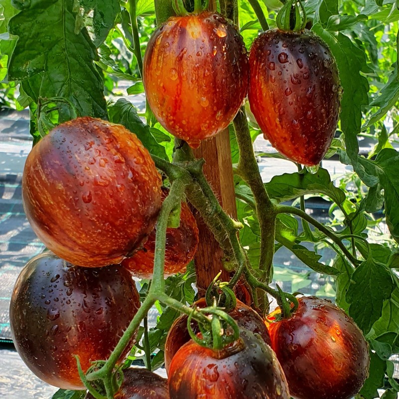 Seme paradajza, rajcice Gargamel