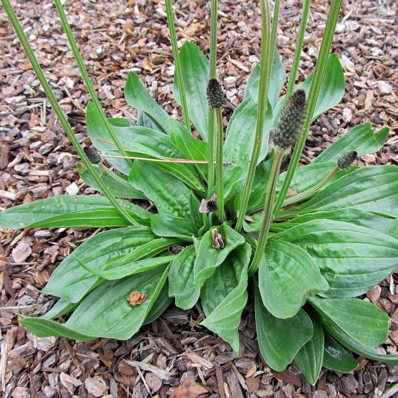 Muska bokvica ili uskolisna bokvica seme (Plantago lanceolata)