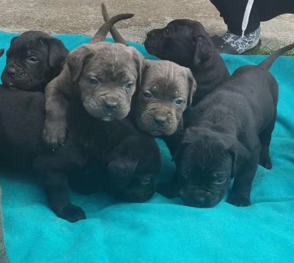 CANE CORSO stenci