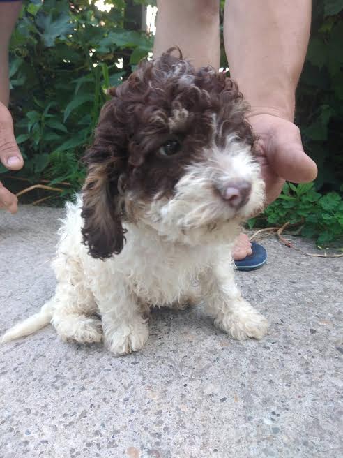 Lagotto Romagnolo